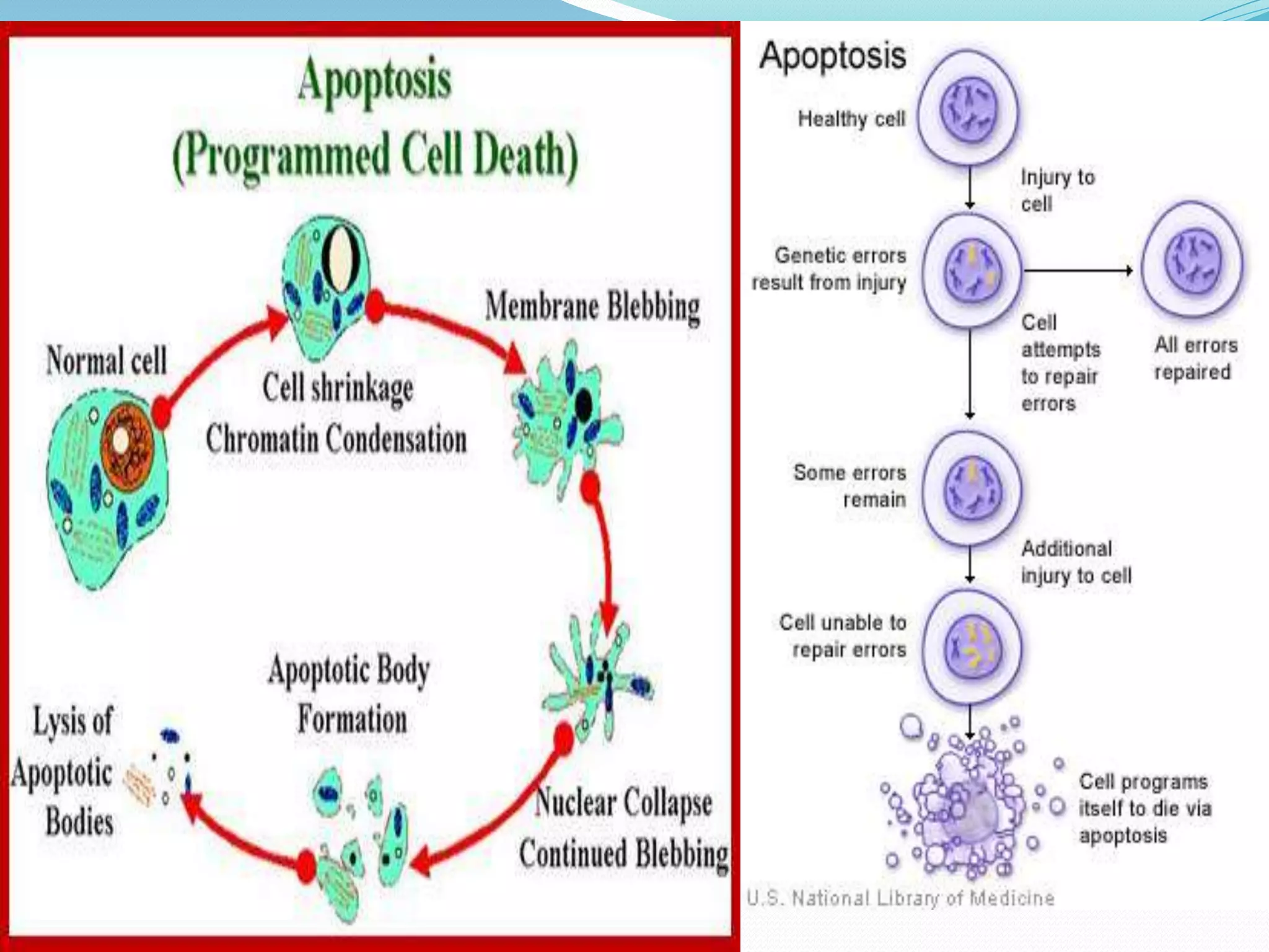 Apoptosis, program cell death | PPTX