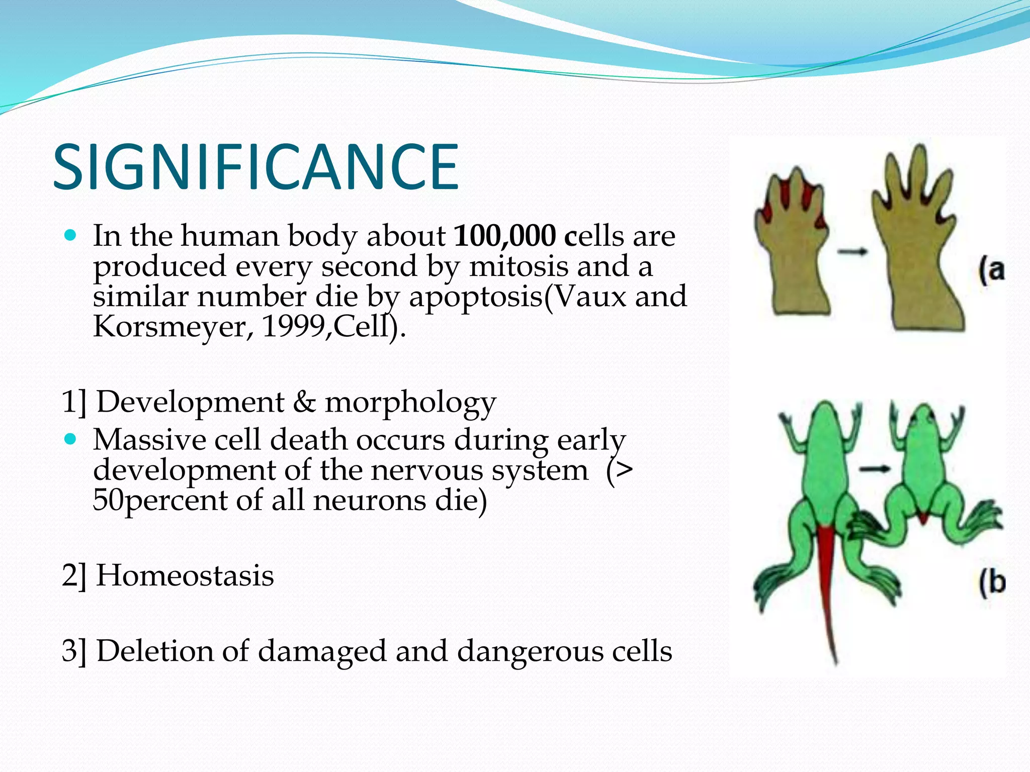 Apoptosis, program cell death | PPTX