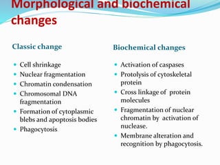 Apoptosis, program cell death | PPTX