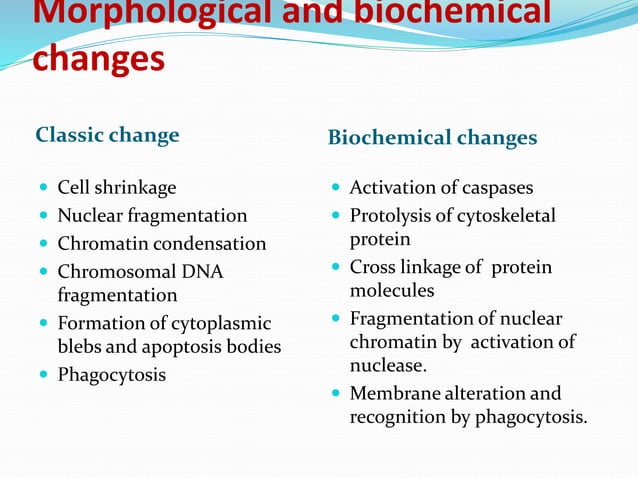 Apoptosis, program cell death | PPTX | Biological Sciences | Science