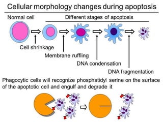 Apoptosis, program cell death | PPTX
