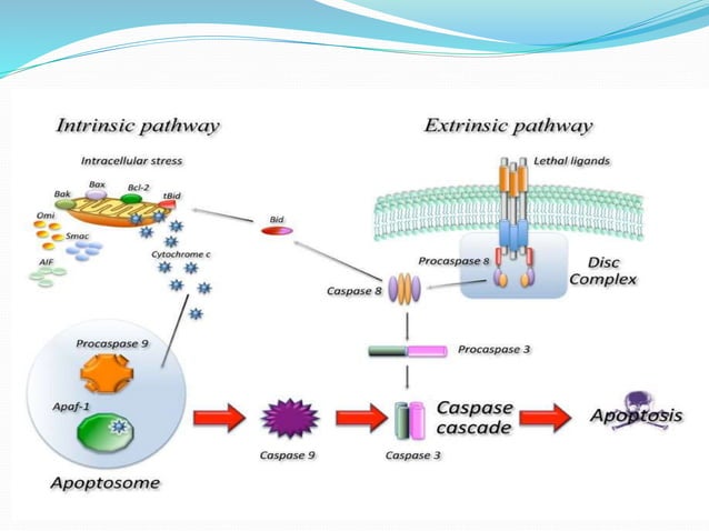 Apoptosis, program cell death | PPTX | Biological Sciences | Science