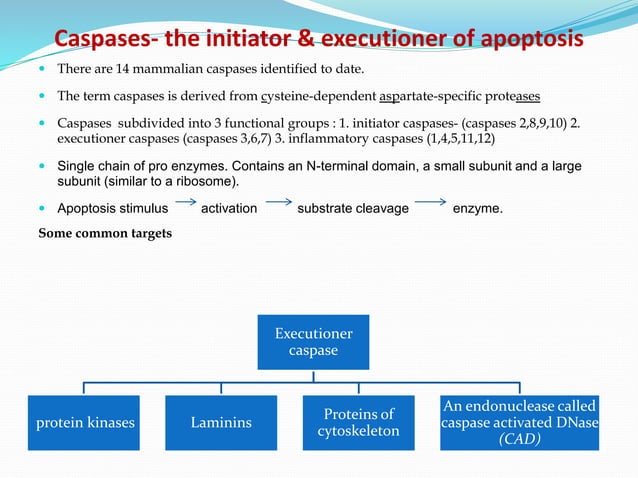 Apoptosis, program cell death | PPTX | Biological Sciences | Science