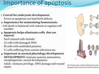 Apoptosis, program cell death | PPTX