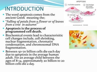 Apoptosis, program cell death | PPTX