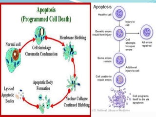 Apoptosis, program cell death | PPTX