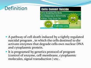 Apoptosis, program cell death | PPTX