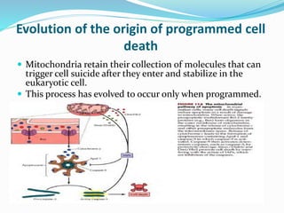 Apoptosis, program cell death | PPTX