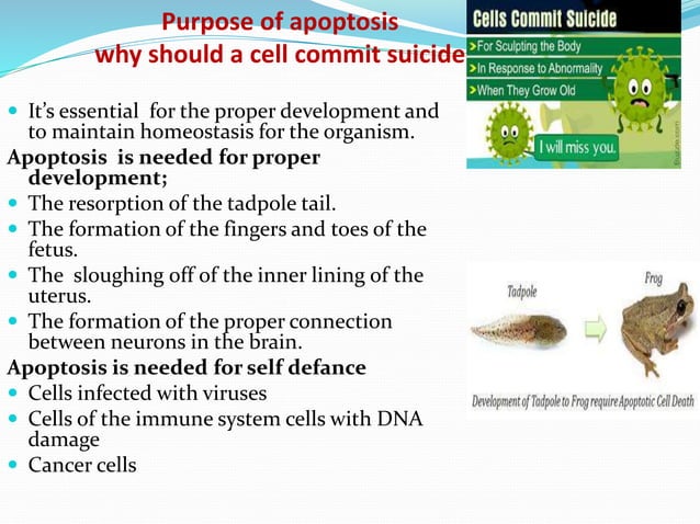 Apoptosis, program cell death | PPTX | Biological Sciences | Science
