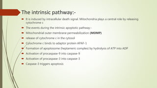 Apoptosis | PPTX