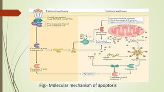 Apoptosis | PPTX
