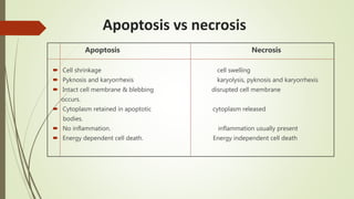 Apoptosis | PPTX