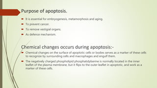 Apoptosis | PPTX