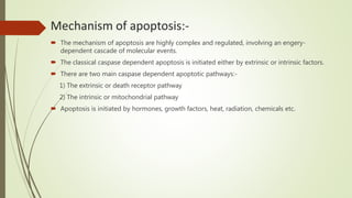 Apoptosis | PPTX