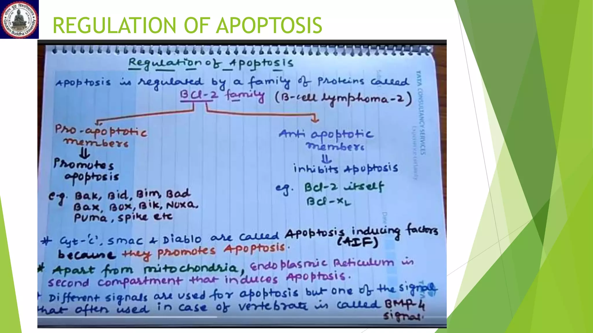 Apoptosis. | PPTX