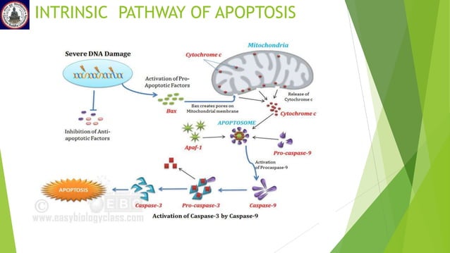 Apoptosis. | PPTX