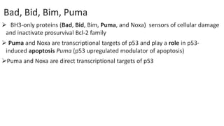 Apoptosis | PPTX | Cancer | Diseases and Conditions