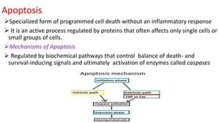 Apoptosis | PPTX | Cancer | Diseases and Conditions