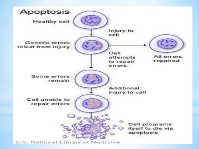 Apoptosis | PPT
