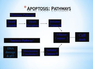 Apoptosis | PDF