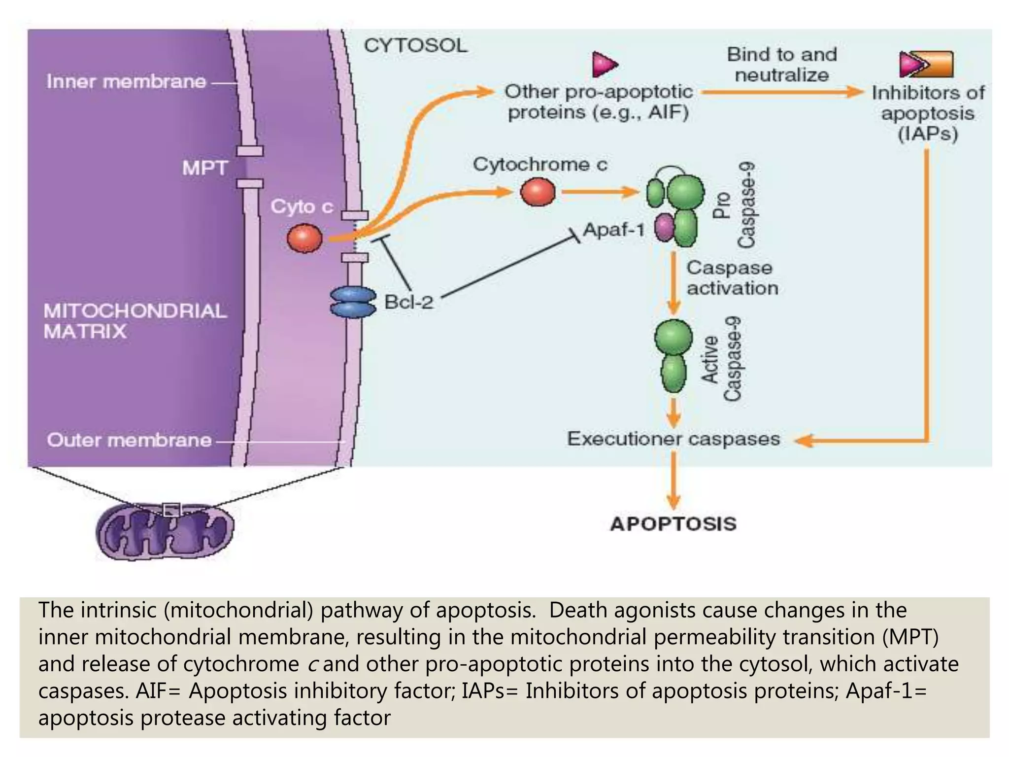 Apoptosis | PPT