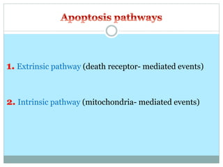 Apoptosis | PPTX