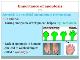 Apoptosis | PPTX