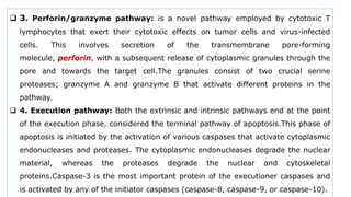 Apoptosis - An Introduction | PPTX