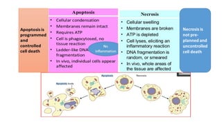Apoptosis - An Introduction | PPTX