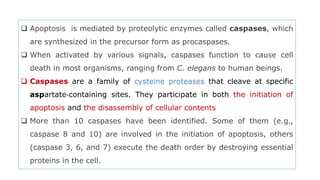 Apoptosis - An Introduction | PPTX