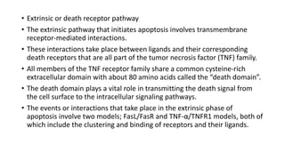 Apoptosis | PPT