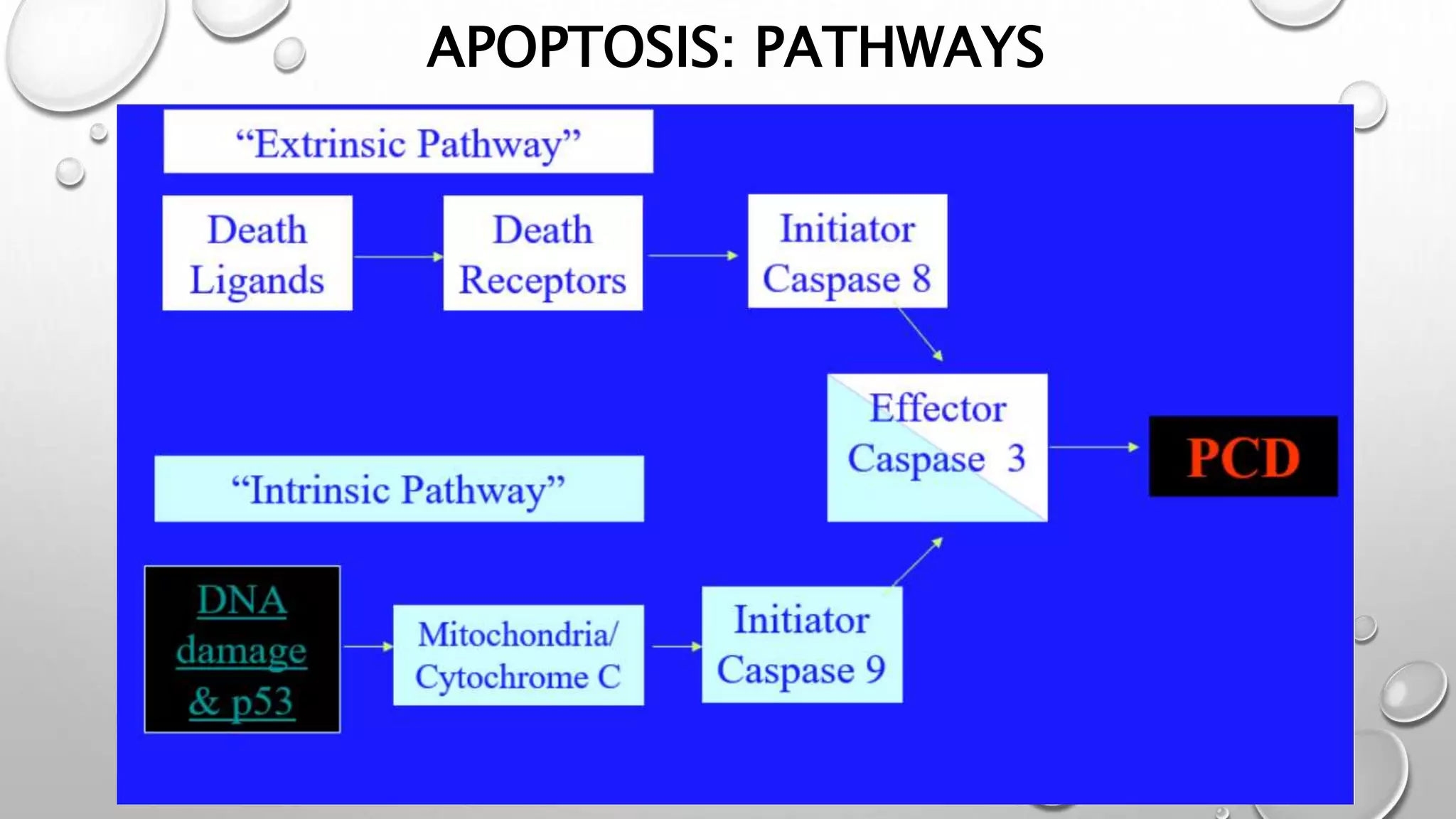 APOPTOSIS | PPTX