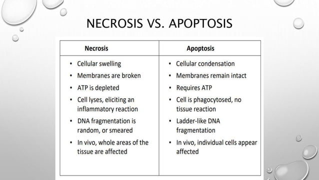 APOPTOSIS | PPT