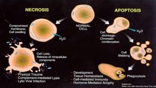 APOPTOSIS | PPT