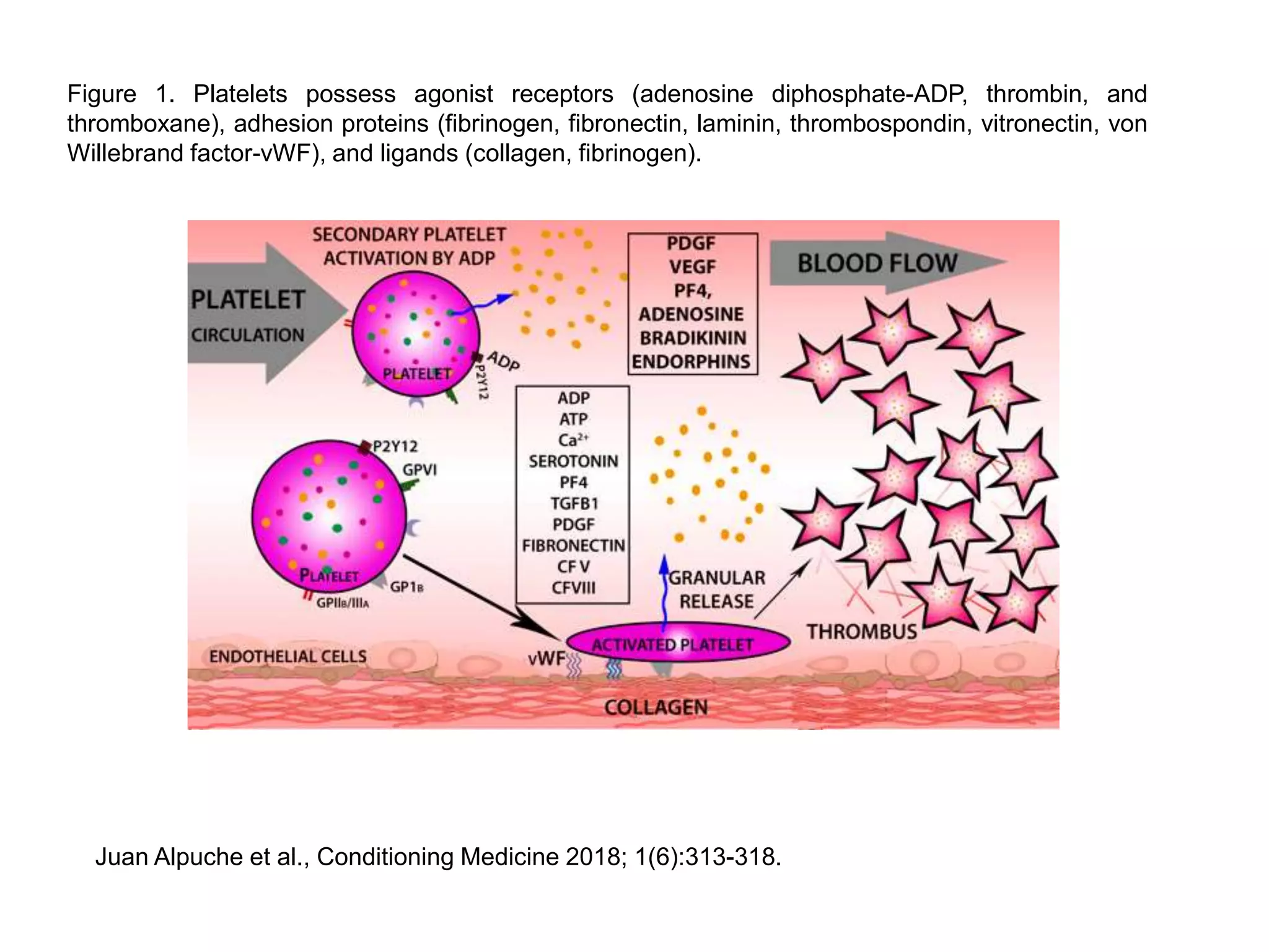 apoptosis cellular necroptosis | PPTX
