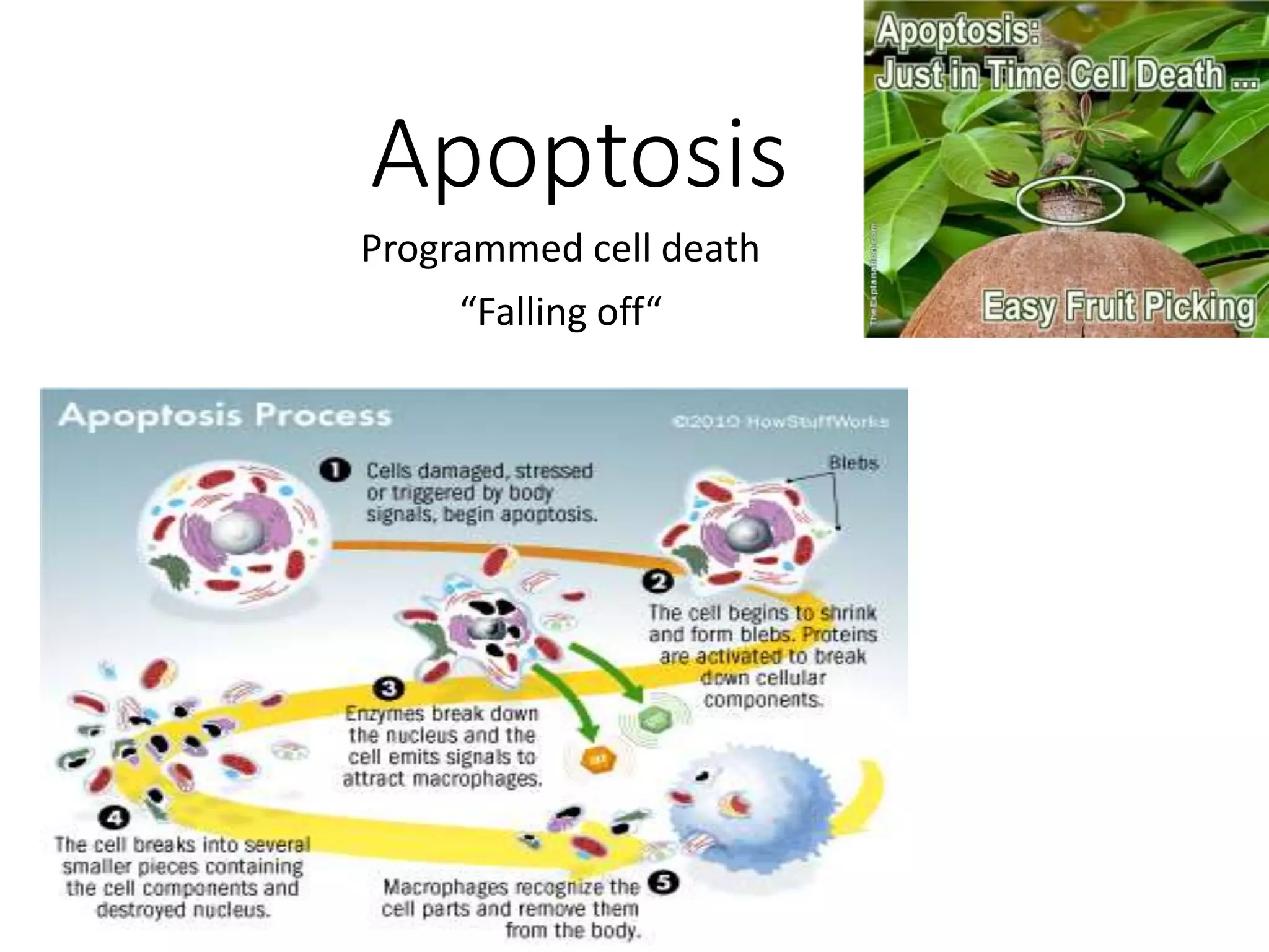 apoptosis.pptx