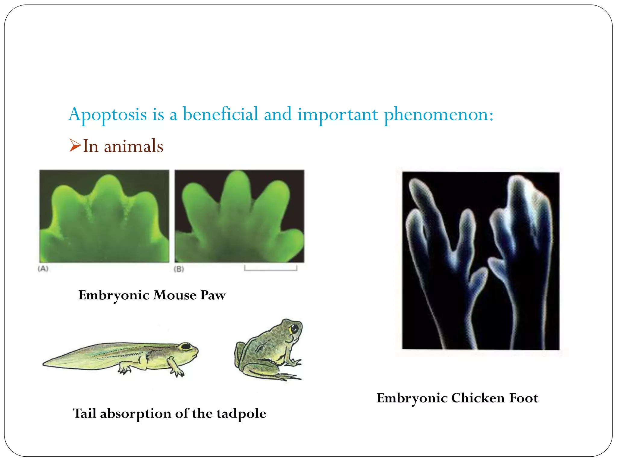 Apoptosis.pdf