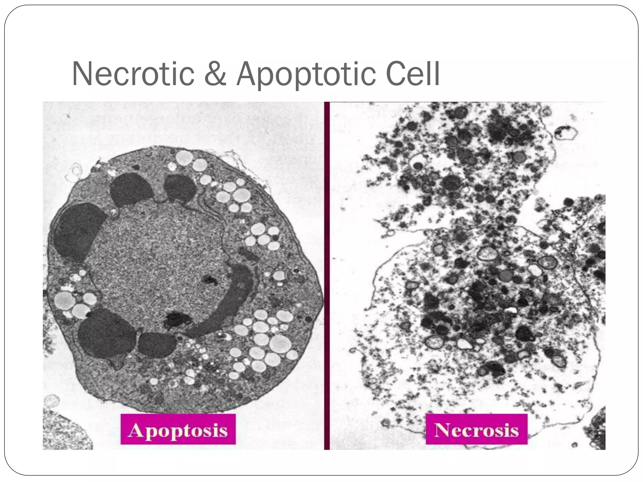 Apoptosis.pdf