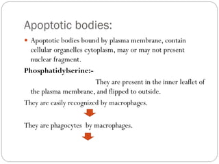 Apoptosis.pdf