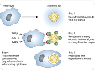 Apoptosis.pdf