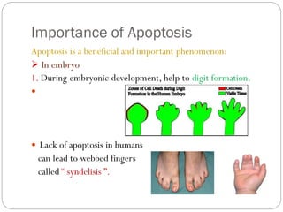 Apoptosis.pdf