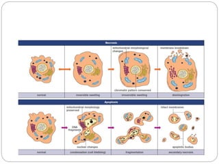 Apoptosis.pdf