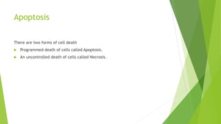 Apoptosis.pptx