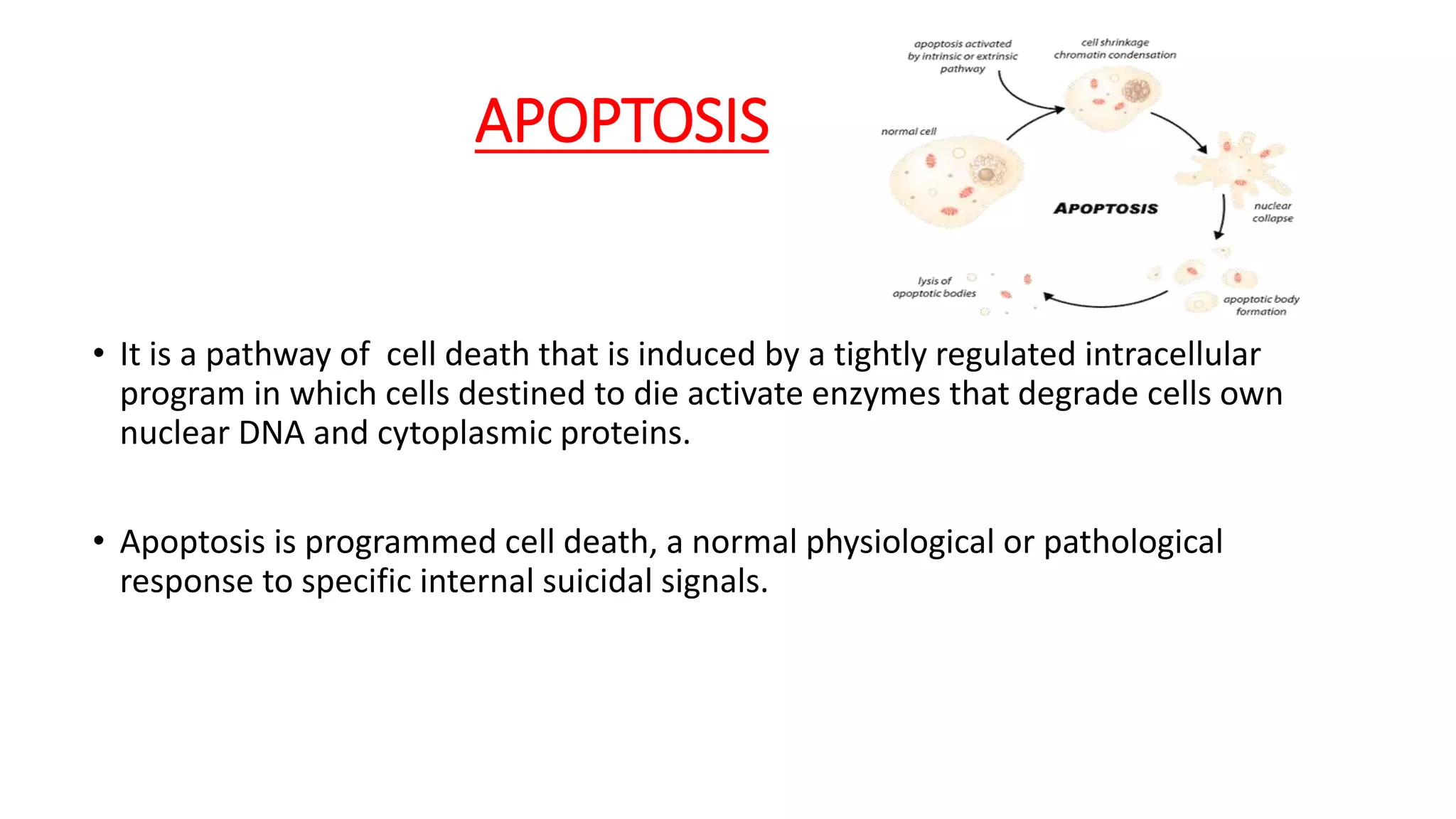 APOPTOSIS.pptx
