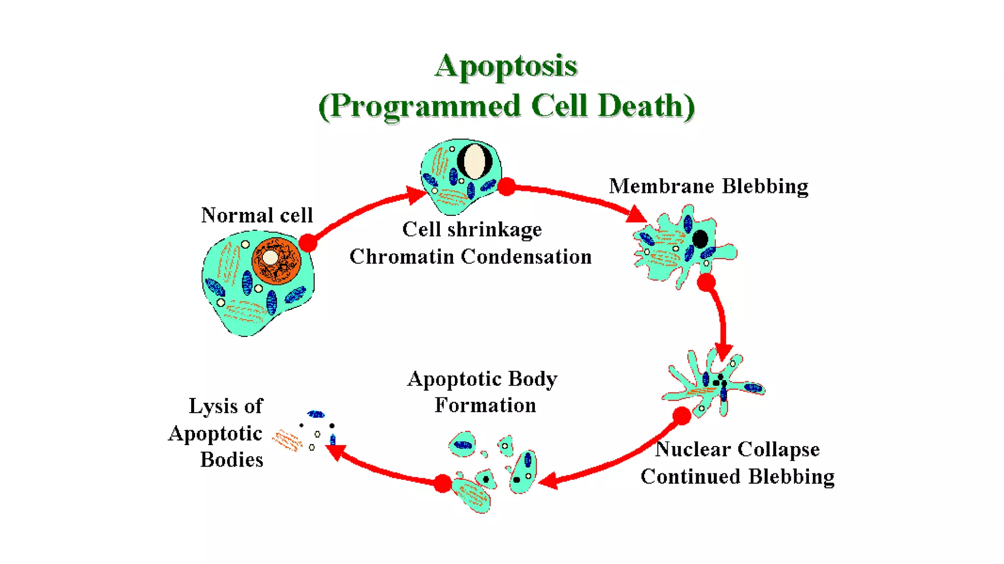 APOPTOSIS.pptx