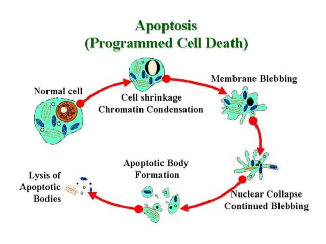 APOPTOSIS.pptx