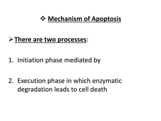 APOPTOSIS.pptx