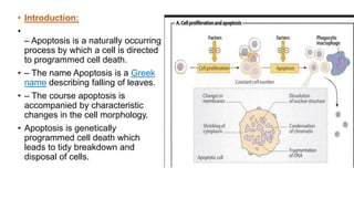 apoptosis.pptx