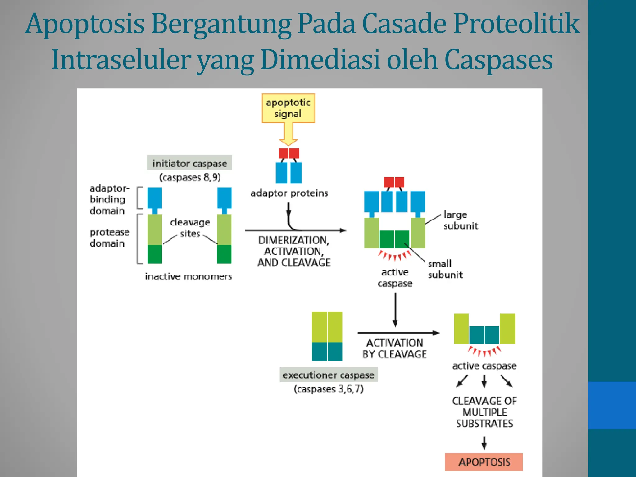 APOPTOSIS.pptx