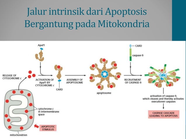 APOPTOSIS.pptx